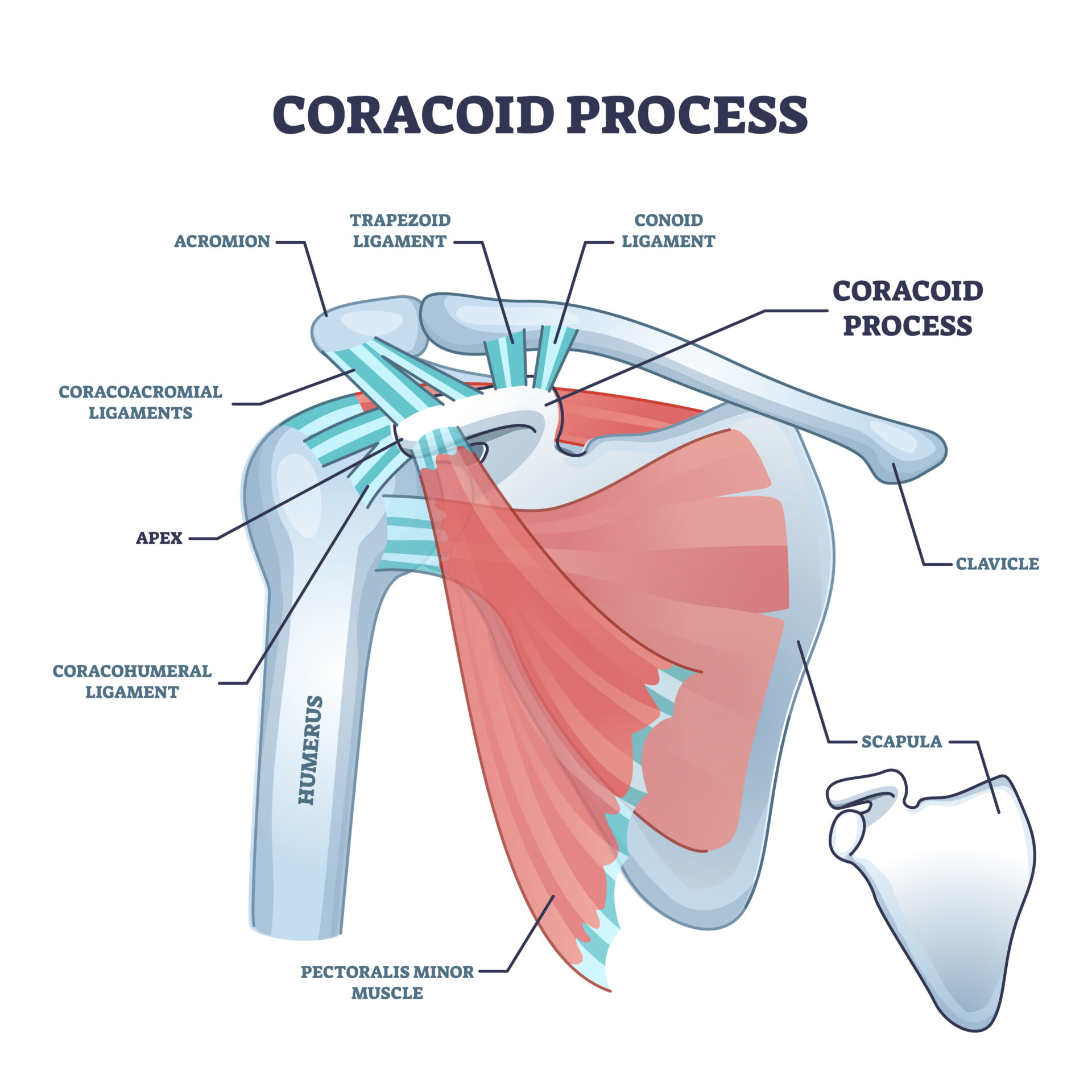 烏口突起 (Coracoid Process)とは | 連動性療法のBACK AGING（バックエイジング）鎌倉由比ヶ浜店